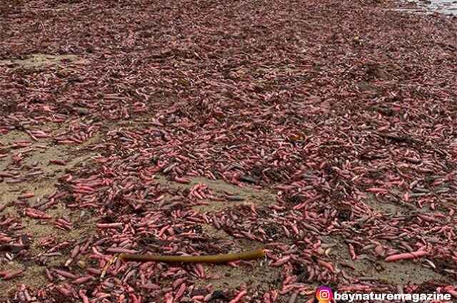 ‘Pez pene’, curioso animal que apareció por montones en una playa ...