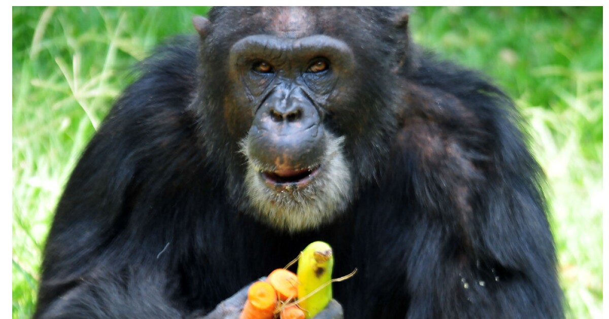Esta es la historia de Frodo, el chimpancé que secuestró y se comío a ...