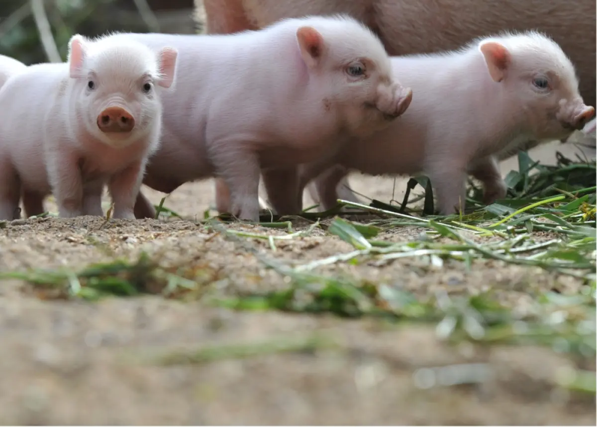 Más allá de una moda: la verdad sobre la tenencia de mini-pigs como ...