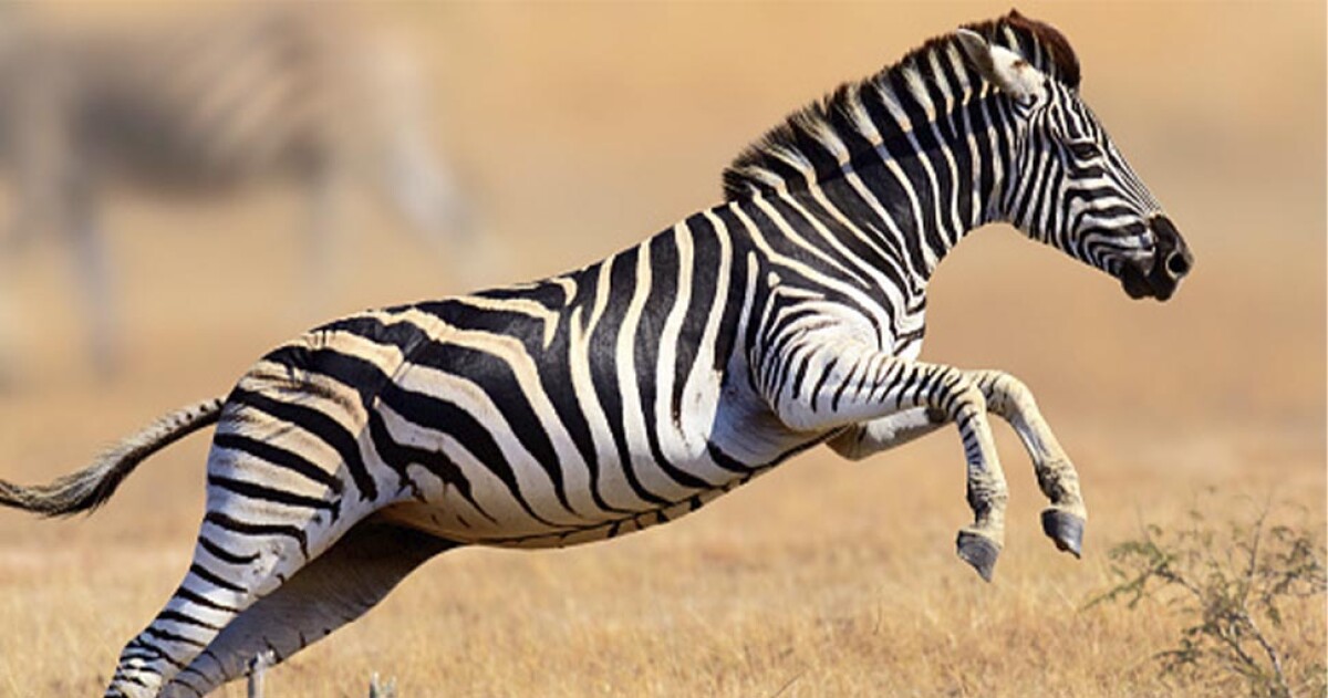 [Fotos] Conoce la tierna cebra que nació con puntos en vez de rayas