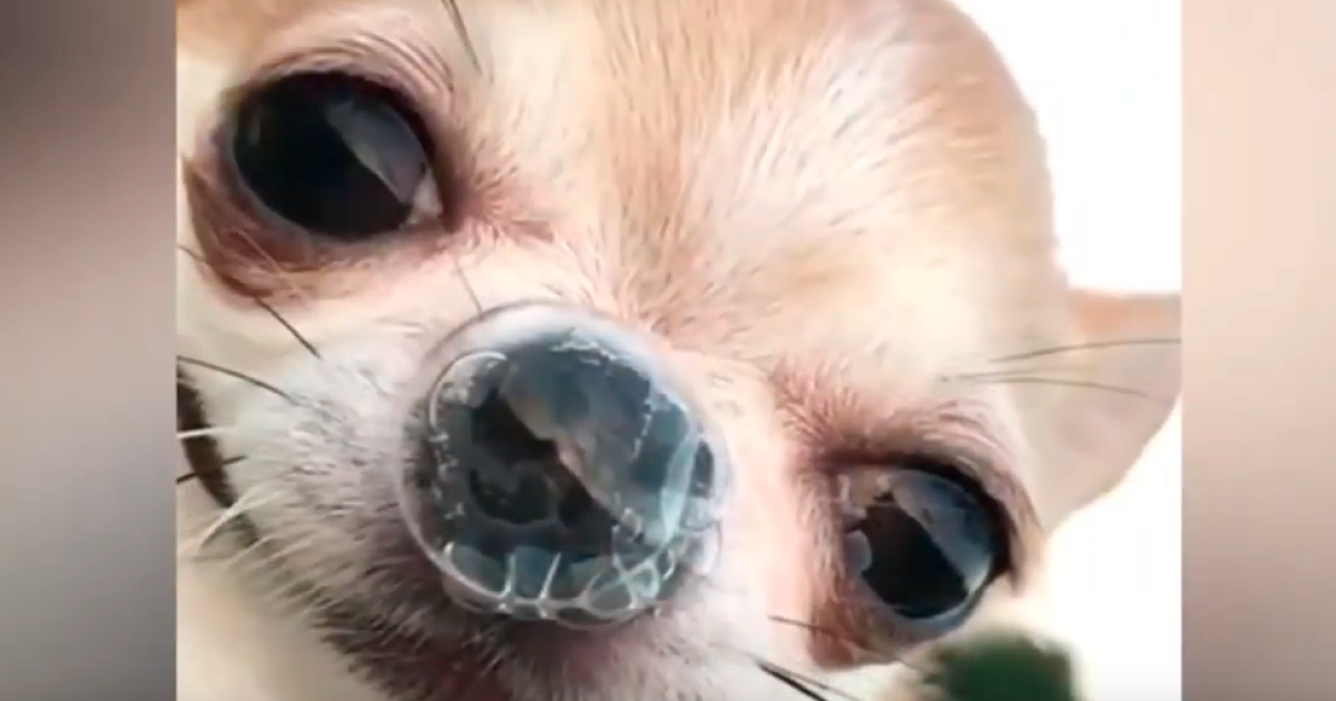 Perro chihuahua hace burbujas de mocos con su nariz y se vuelve viral ...