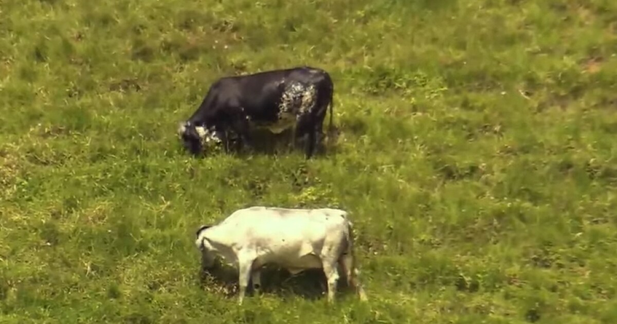 Ventajas del pastoreo rotacional - NoticiasCaracol