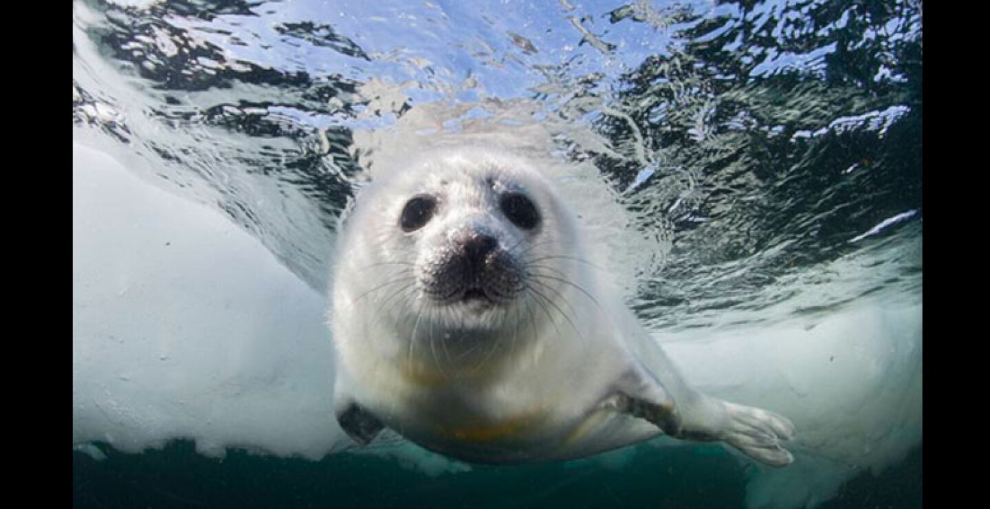Esta foca bebé prueba el agua por primera vez sin su mamá - NoticiasCaracol
