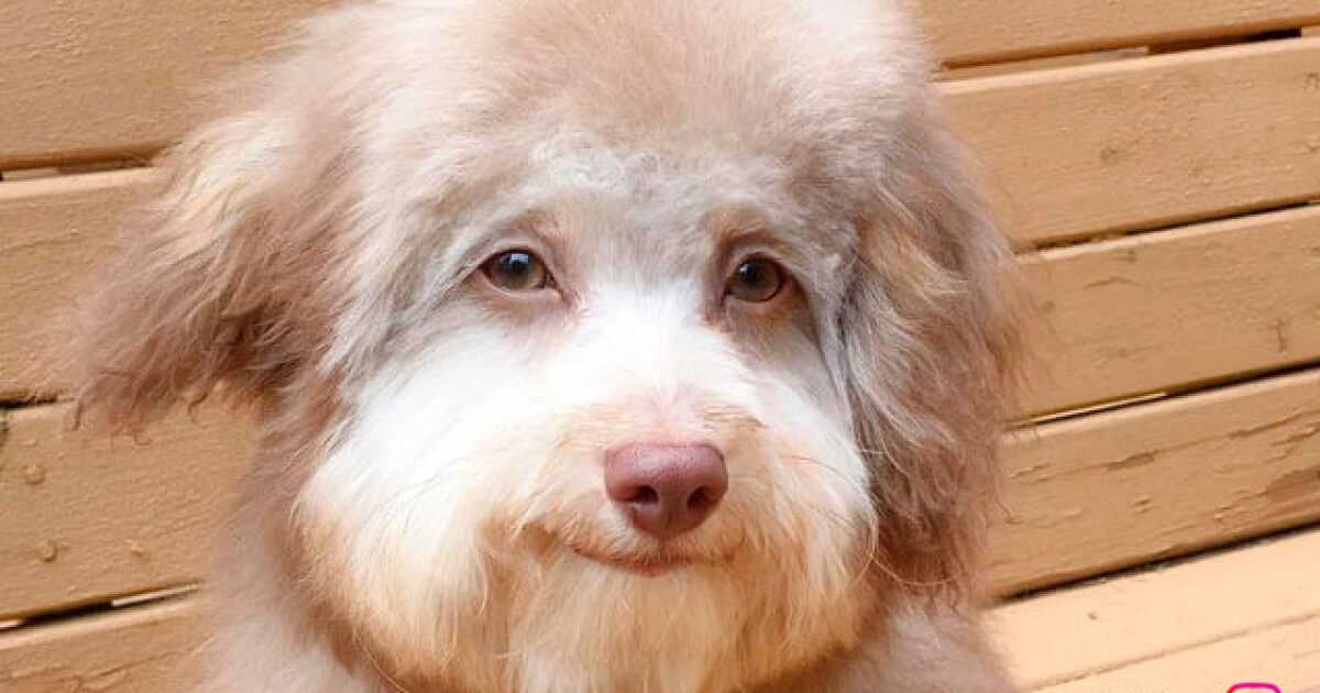 Nori, el perro con cara de humano que parece estar a punto de hablar ...