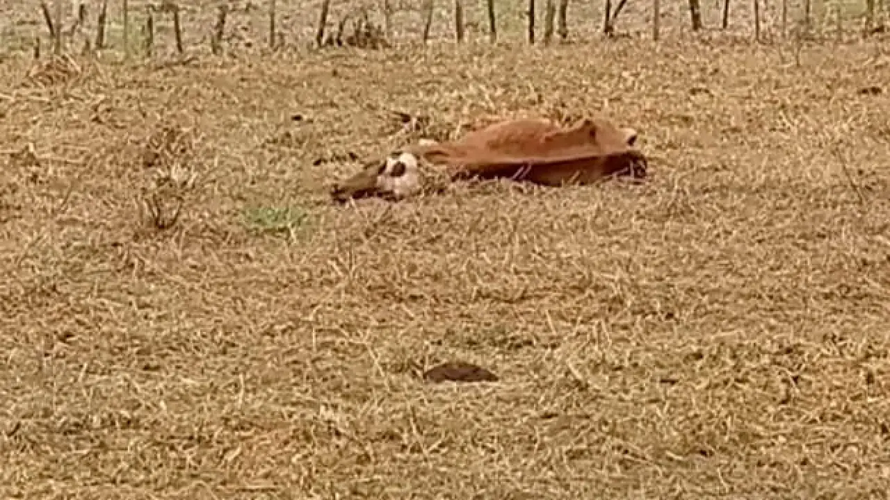 Sequía arrasa con todo a su paso: seis mil animales han muerto en ...