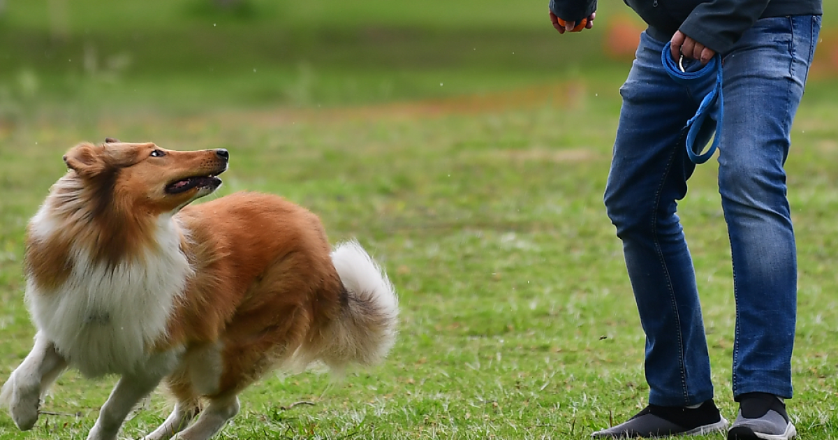 ‘Ocico Dog Park’, el parque especial para pasear a su mascota en Bogotá ...