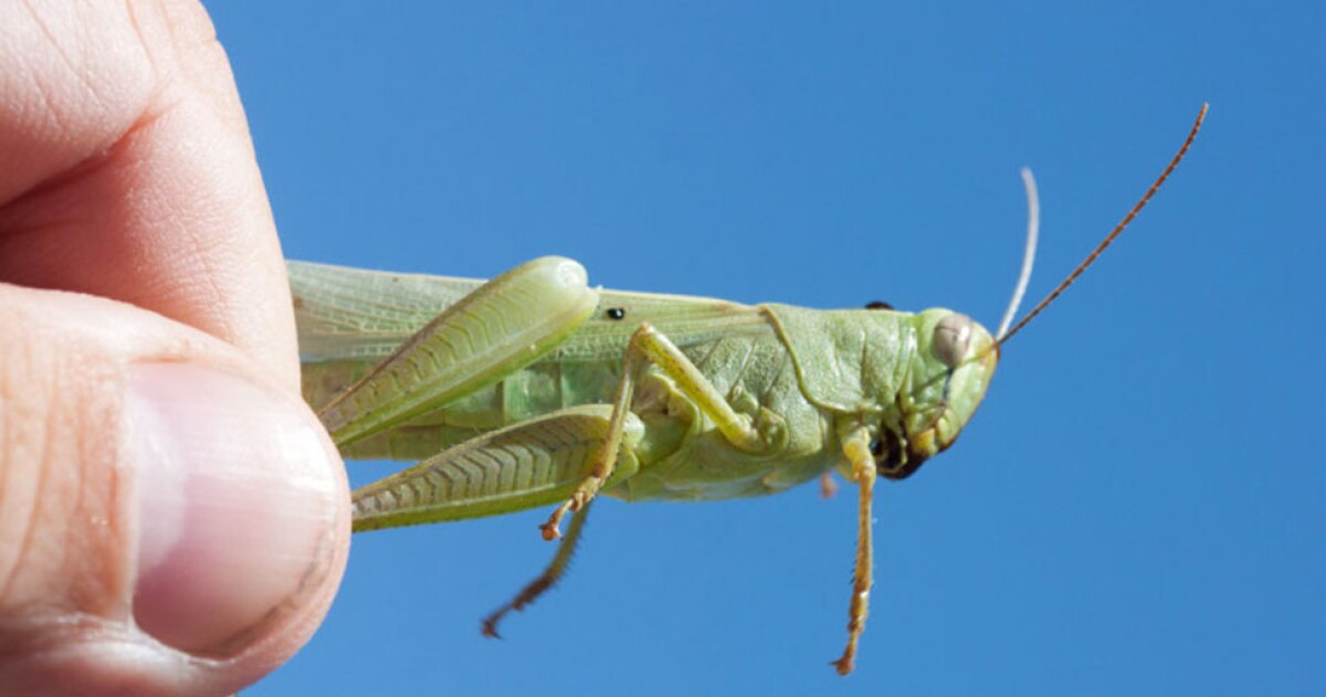 ¿Qué beneficios trae para la salud comer grillos?