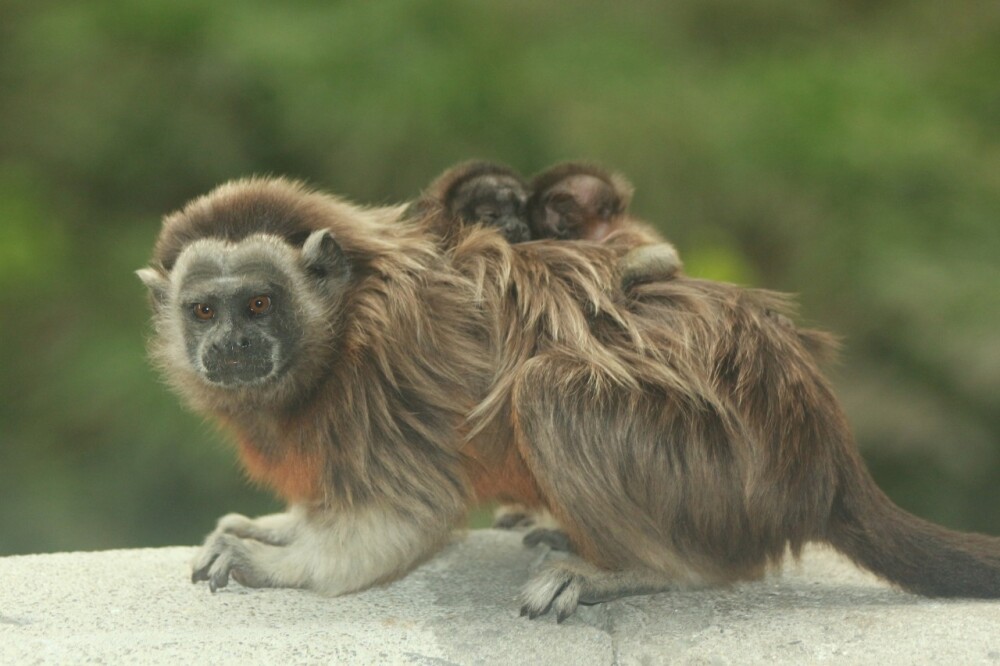 En la U. de Antioquia nacieron dos crías de titís en medio de la ...