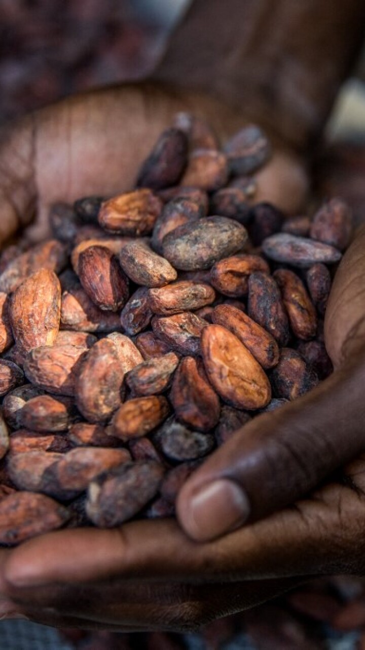 El chocolate, un descubrimiento accidental | Sociedad | BluRadio