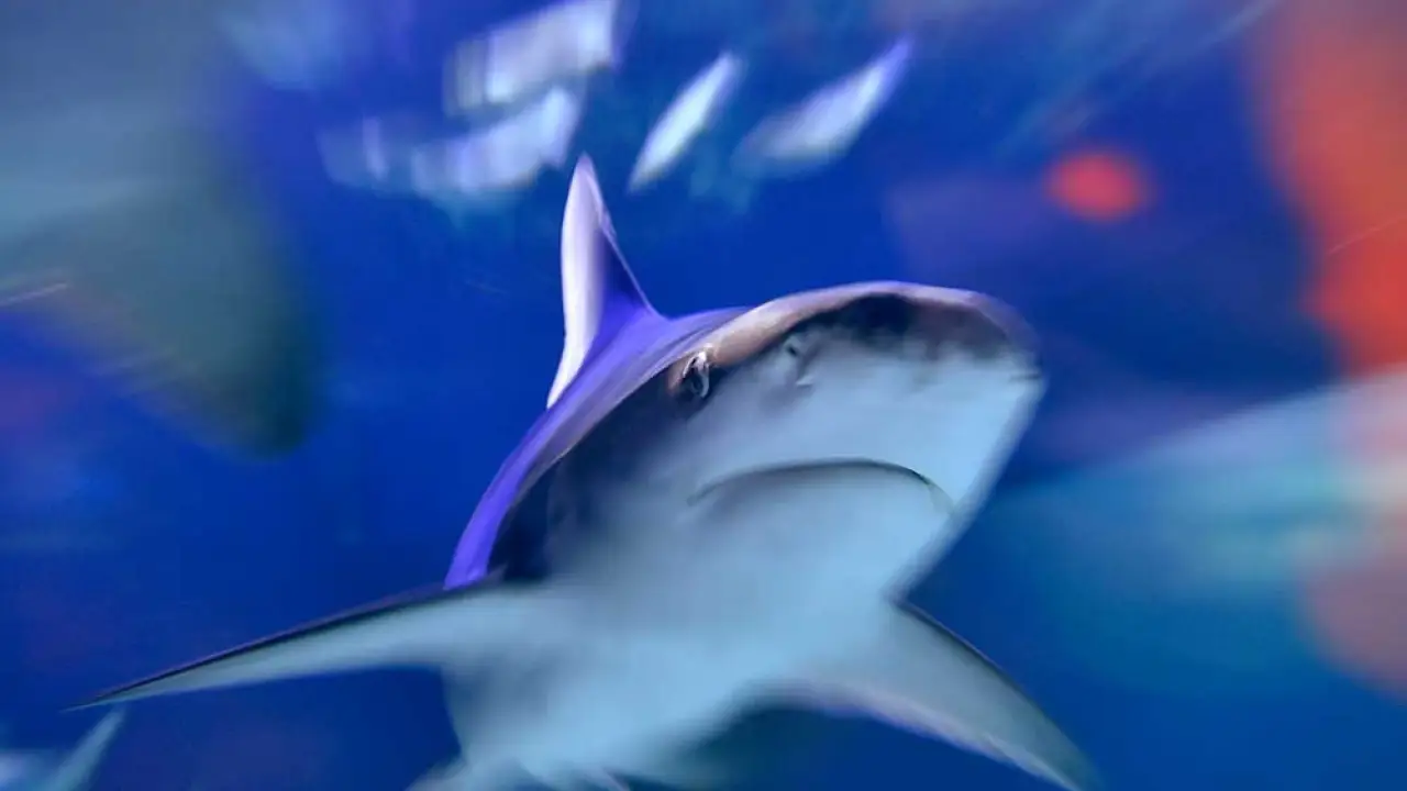 Tiburones atacan a equipo de Netflix mientras rodaban docuserie en el ...