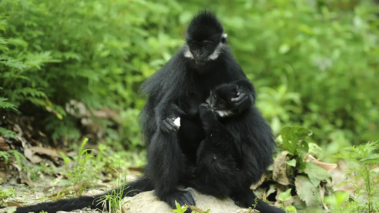 ¡Tienes que verlo! Nace un mono "increíblemente raro” y casi único en ...