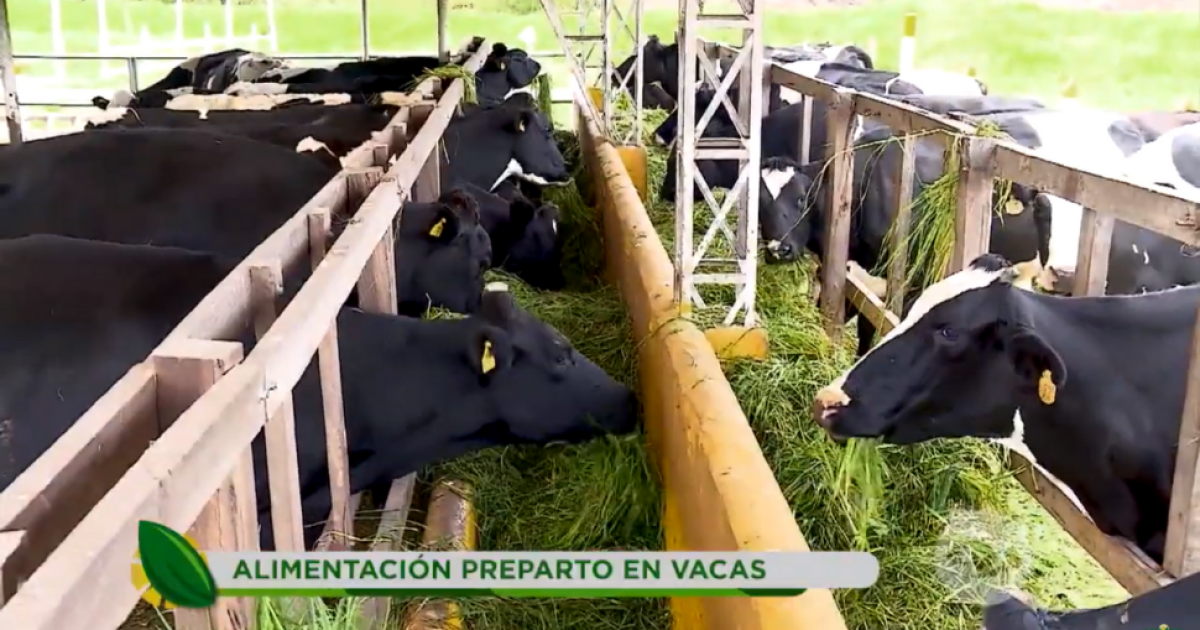 Vea qué debe tener en cuenta en la alimentación preparto de las vacas ...