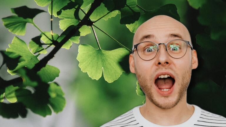 El Ginkgo Biloba La Planta Medicinal Que Potencia La Memoria Y La