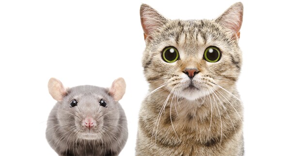 Un gato y una rata protagonizan apasionada escena romántica y se ...