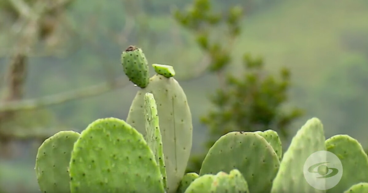 Paso a paso para realizar la cosecha del nopal en Colombia ...