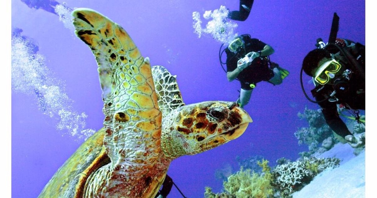 ¿Para qué sirve el buceo científico? - BluRadio