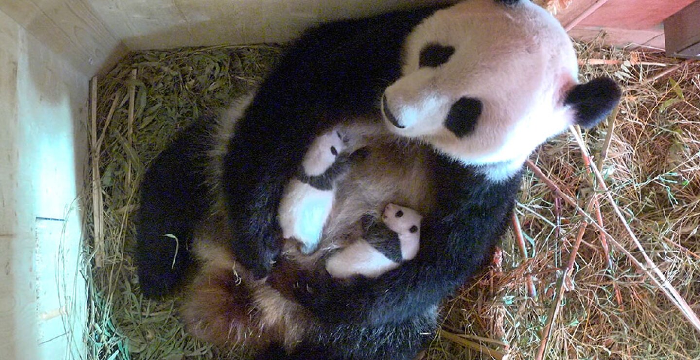 ¡Adorable! Mira las fotos de la Panda Yang Yang abrazando tiernamente a ...