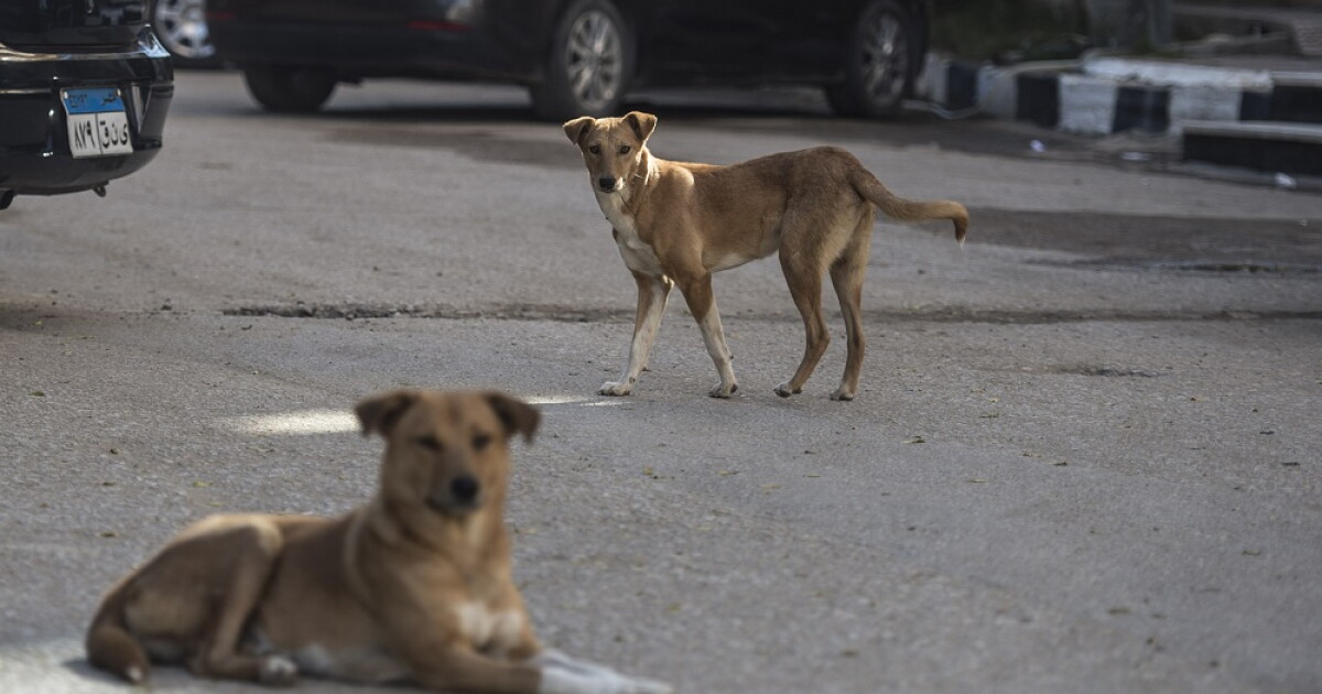 ¿Por qué adoptar un perro criollo? Conozca las bondades de estos ...