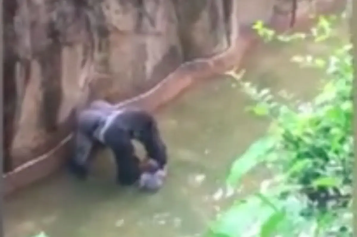 “El gorila estaba abrazando al niño”, dice famosa primatóloga Jane Goodall - NoticiasCaracol