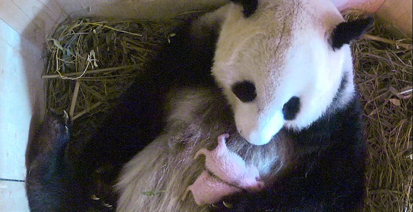 ¡Adorable! Mira las fotos de la Panda Yang Yang abrazando tiernamente a ...