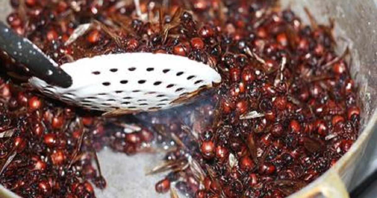 ¿Cómo se preparan las hormigas culonas? - BluRadio