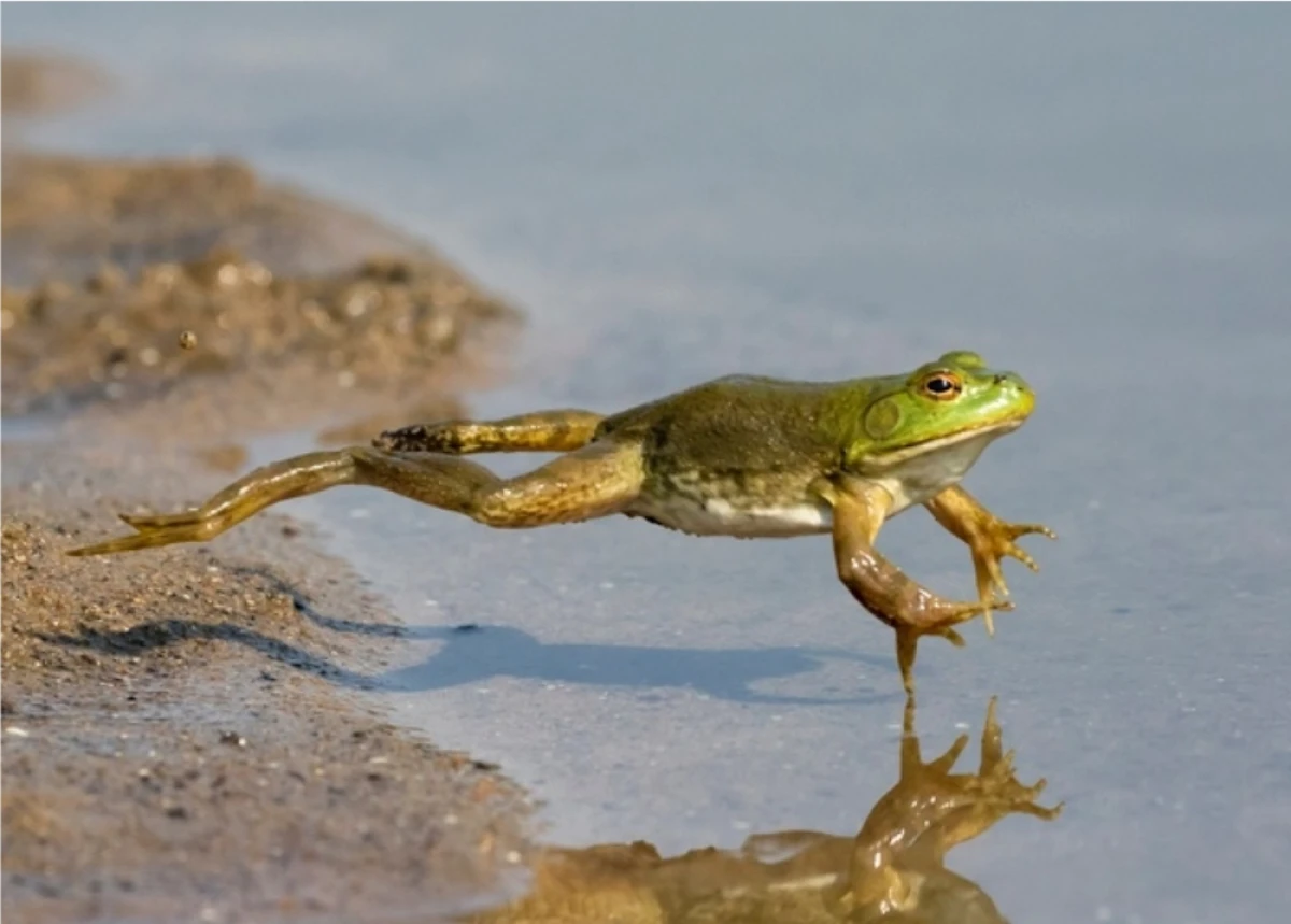Extraña especie de rana fue ENCONTRADA en Perú antes de convertirse en ...