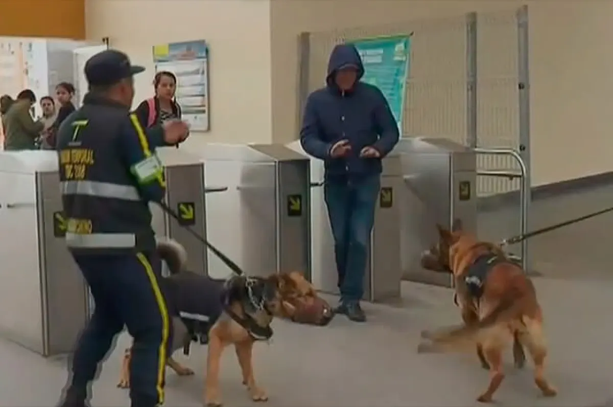 Así reaccionarán los perros para frenar a colados en Transmilenio ...