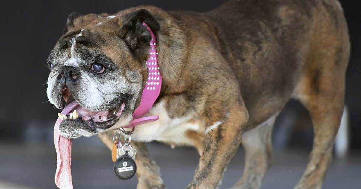 ¡Horriblemente tierno! Este baboso bulldog ganó el reinado de los ...