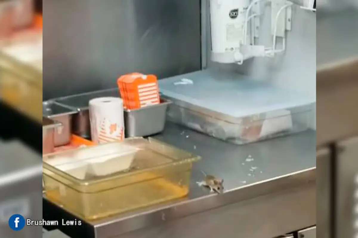 Ratón causó caos en cocina de un restaurante y al intentar escapar ...