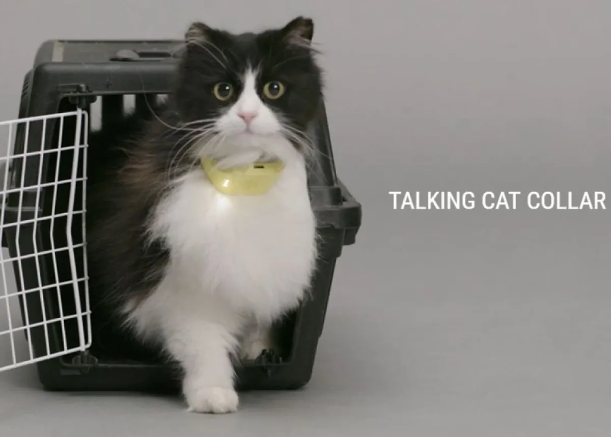 Catterbox, el collar con el que podrá saber qué dice su gato - BluRadio