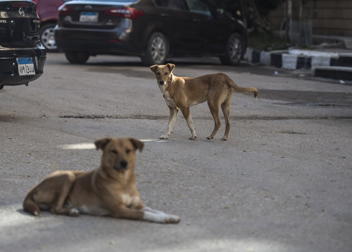 ¿Por qué adoptar un perro criollo? Conozca las bondades de estos animales