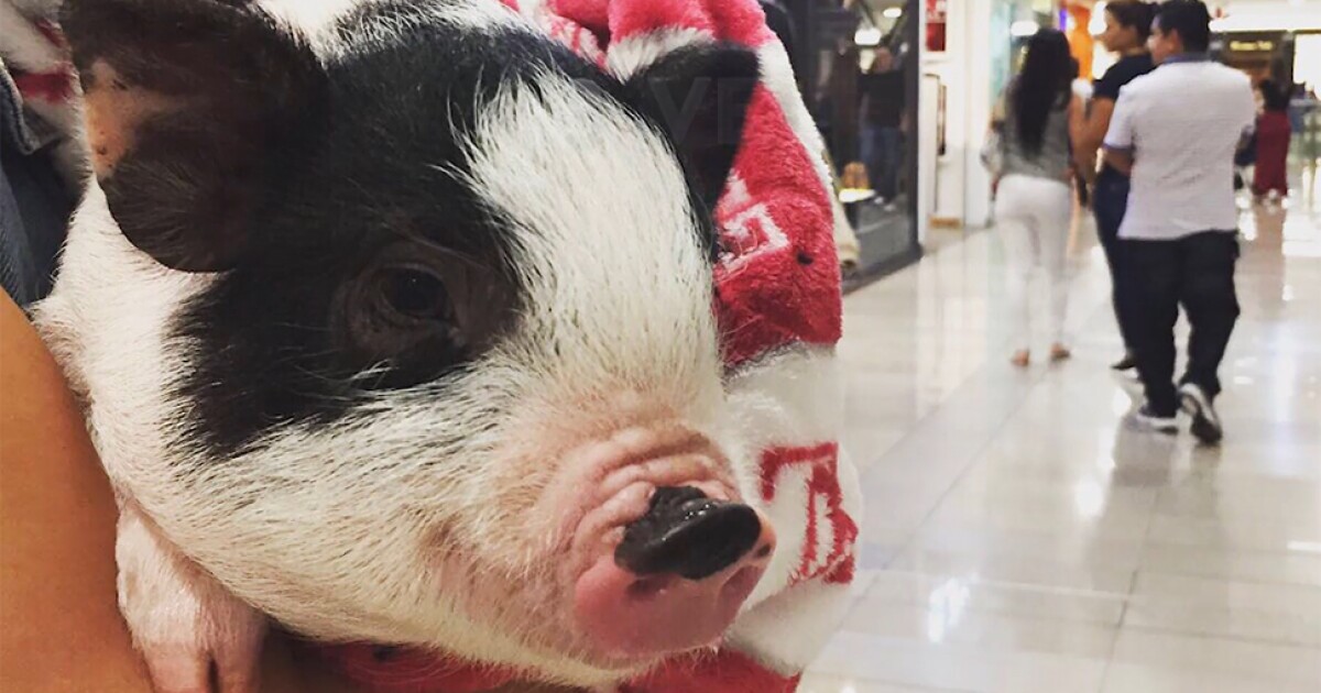 Cuidar a un Mini Pig es más fácil de lo que parece - CaracolTV