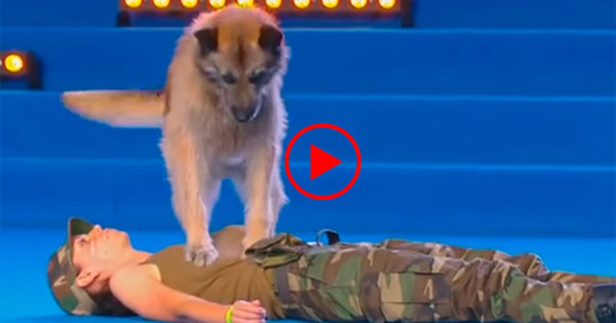 ¡Poder perruno! Esta mascota está preparada para dar primeros auxilios ...