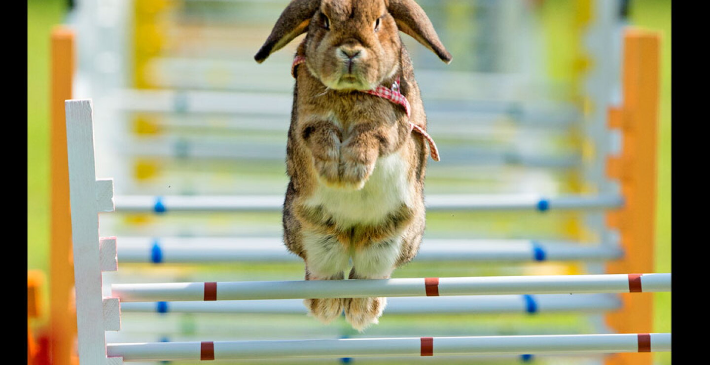 Fotos: competencia de conejos saltarines en Alemania - NoticiasCaracol