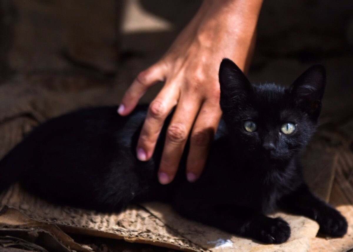 ¿Por qué los gatos negros son asociados con prácticas de brujería y ...