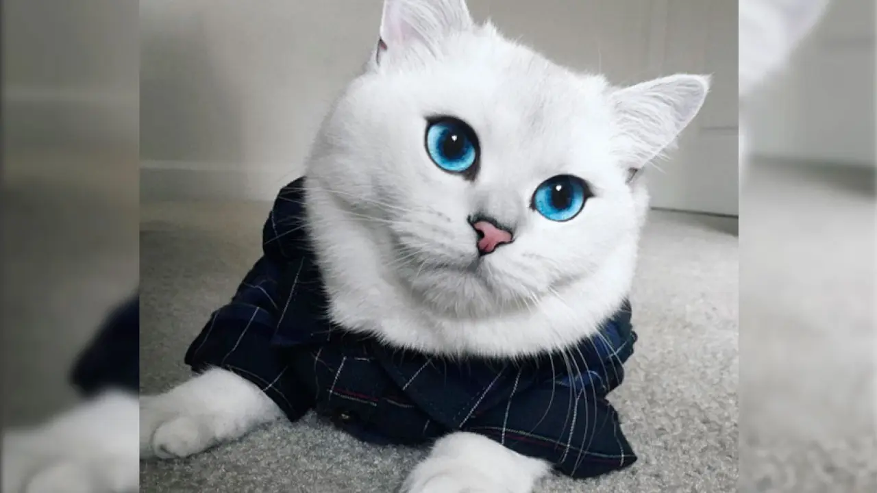 Conozca a Coby, el gato que enamora con sus ojos azules - NoticiasCaracol