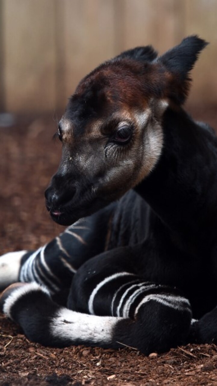 Felicidad en un zoológico por el nacimiento de una cría de okapi, una especie en peligro de ...