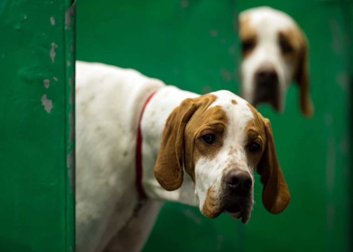 Así es el proceso de preparación de un perro de exposición - BluRadio