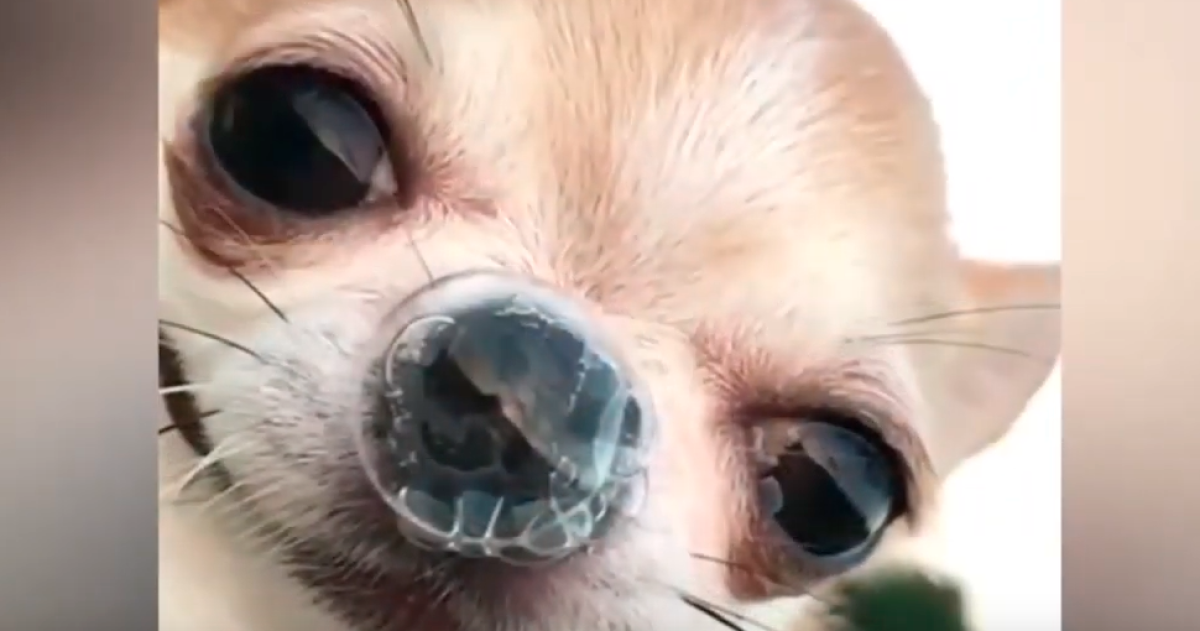Perro chihuahua hace burbujas de mocos con su nariz y se vuelve viral