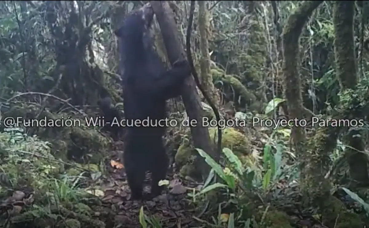 Investigadores colombianos documentaron por primera vez el apareamiento de osas andinas en ...