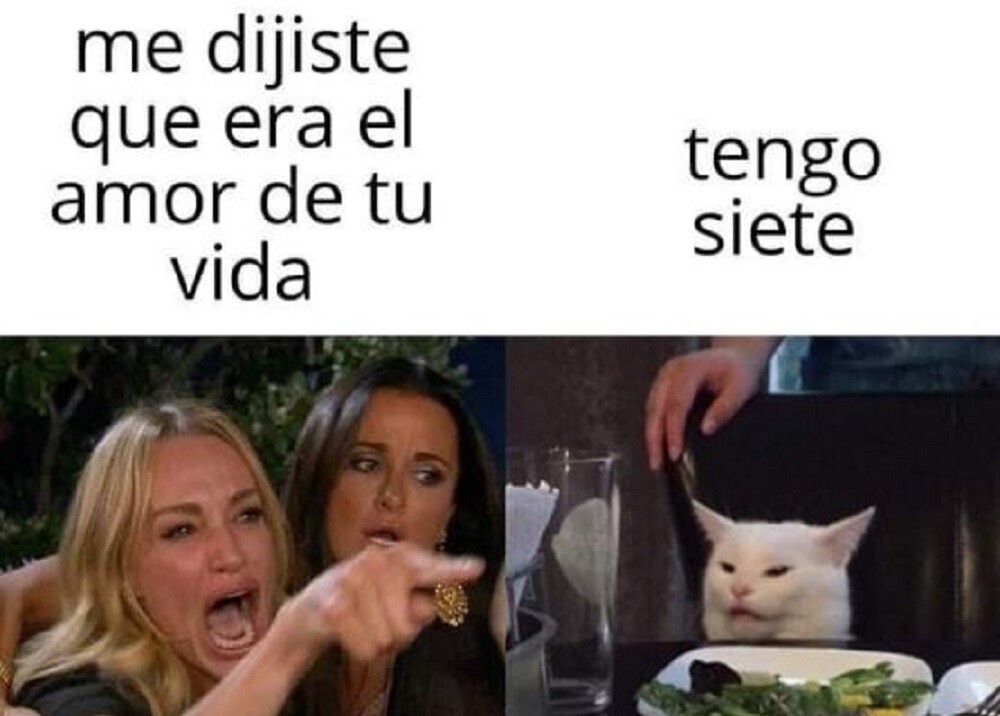 ¿De dónde salió el meme del gato? Esta es su historia y las mejores ...