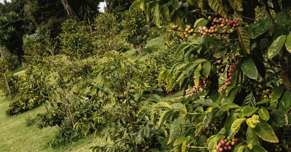 Café colombiano alcanza un precio histórico de 120,50 dólares por libra ...