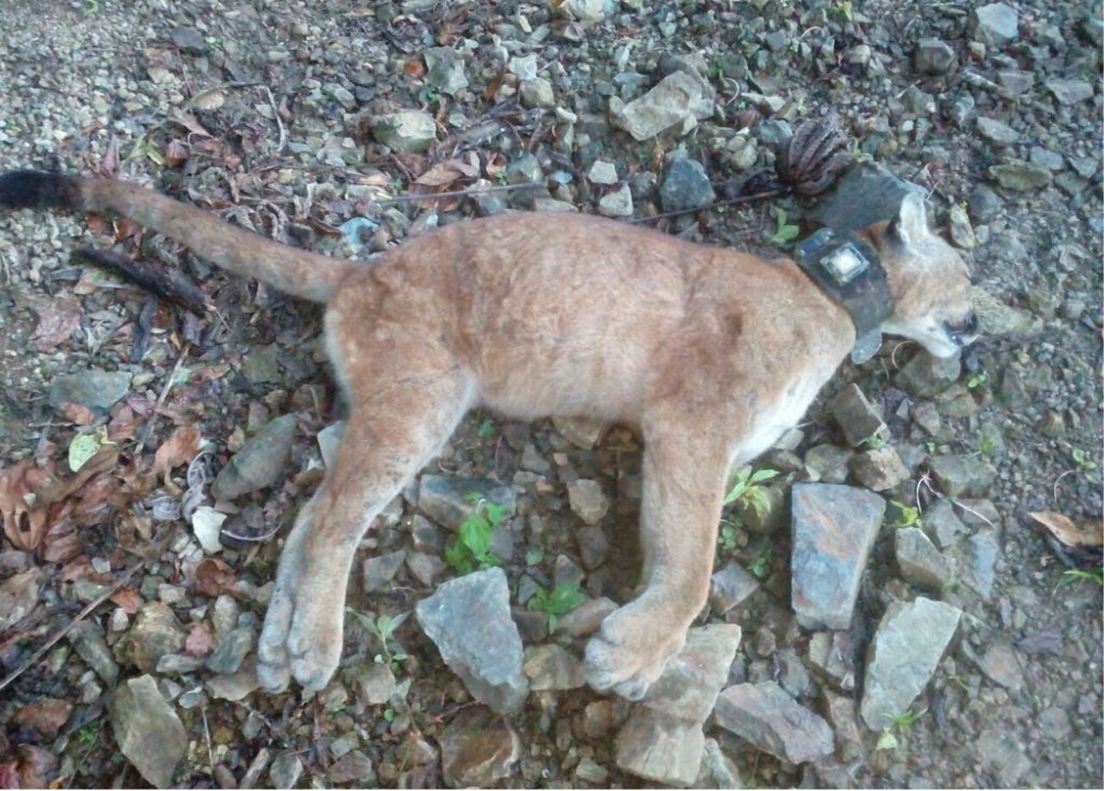 Hallan muerto en Antioquia a puma que había aparecido en barrio de ...