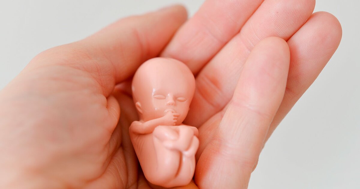 3 semanas de embarazo: el corazón del bebé comienza a latir - CaracolTV