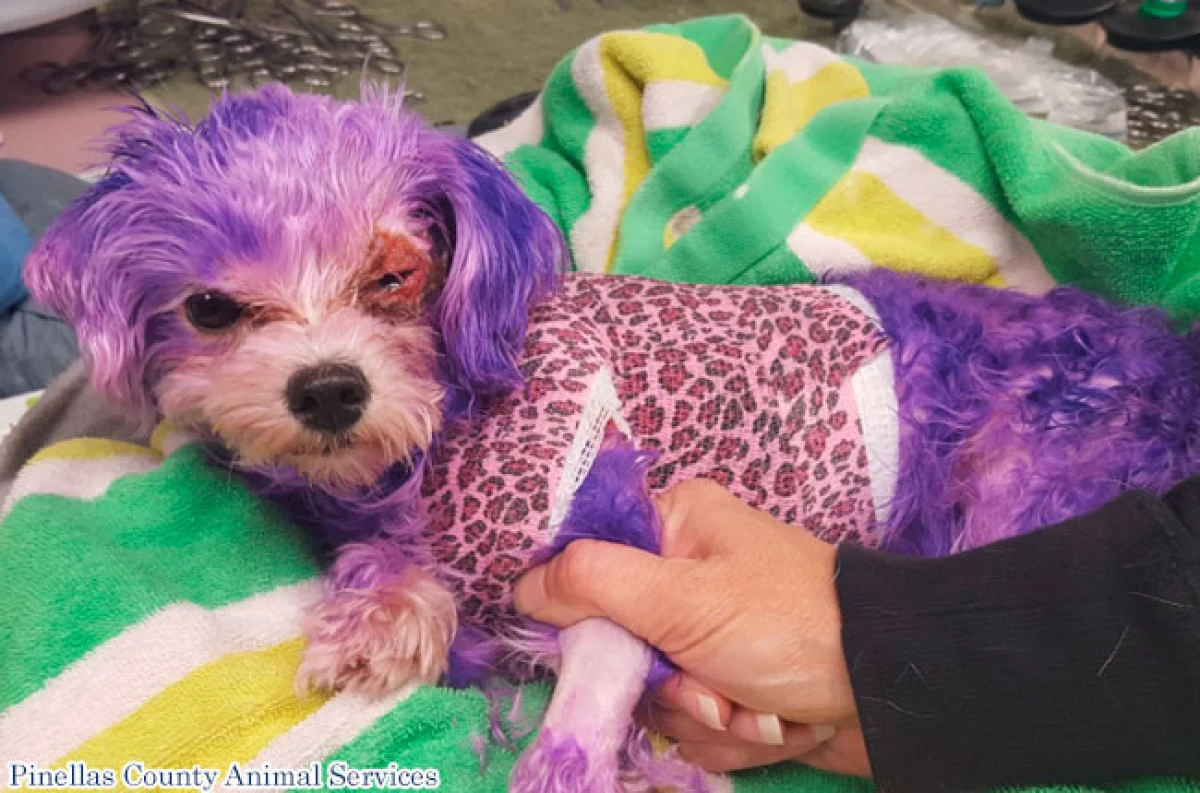 Violeta, la perrita que estuvo al borde de la muerte porque sus dueños ...