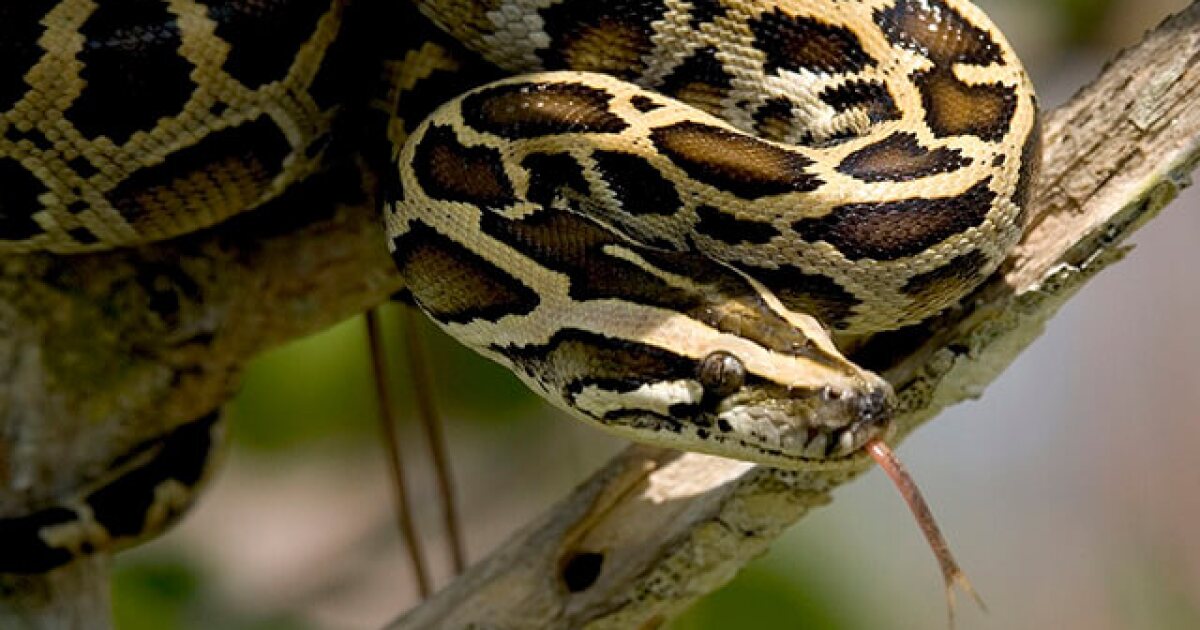Ocho serpientes pitón fueron encontradas en un parque familiar de ...