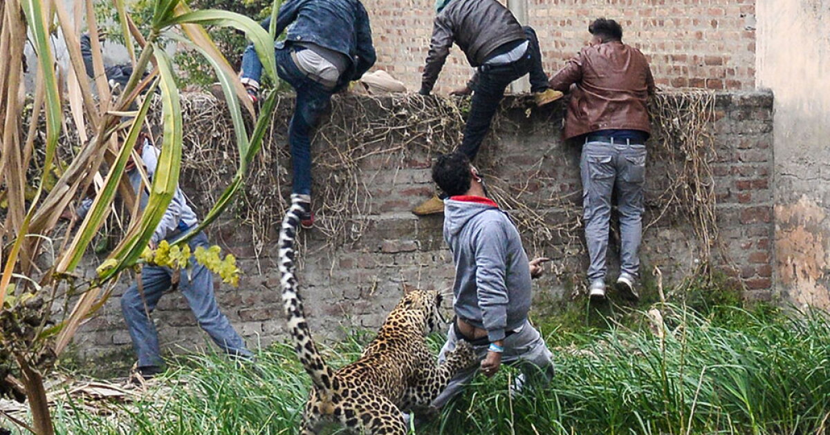 Video: Leopardo aparece sorpresivamente en una ciudad y ataca a cuatro ...