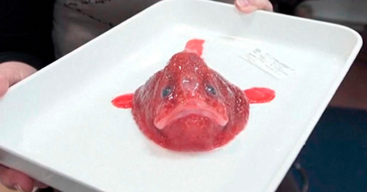 Conozca a los peces más feos: se esconden en las profundidades del ...