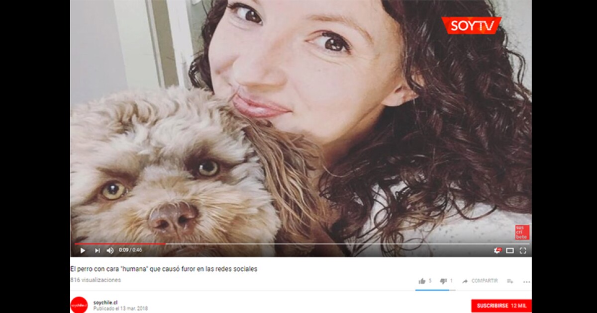 ¿Montaje o realidad? Este es el perro con ‘cara de humano’ que causa ...