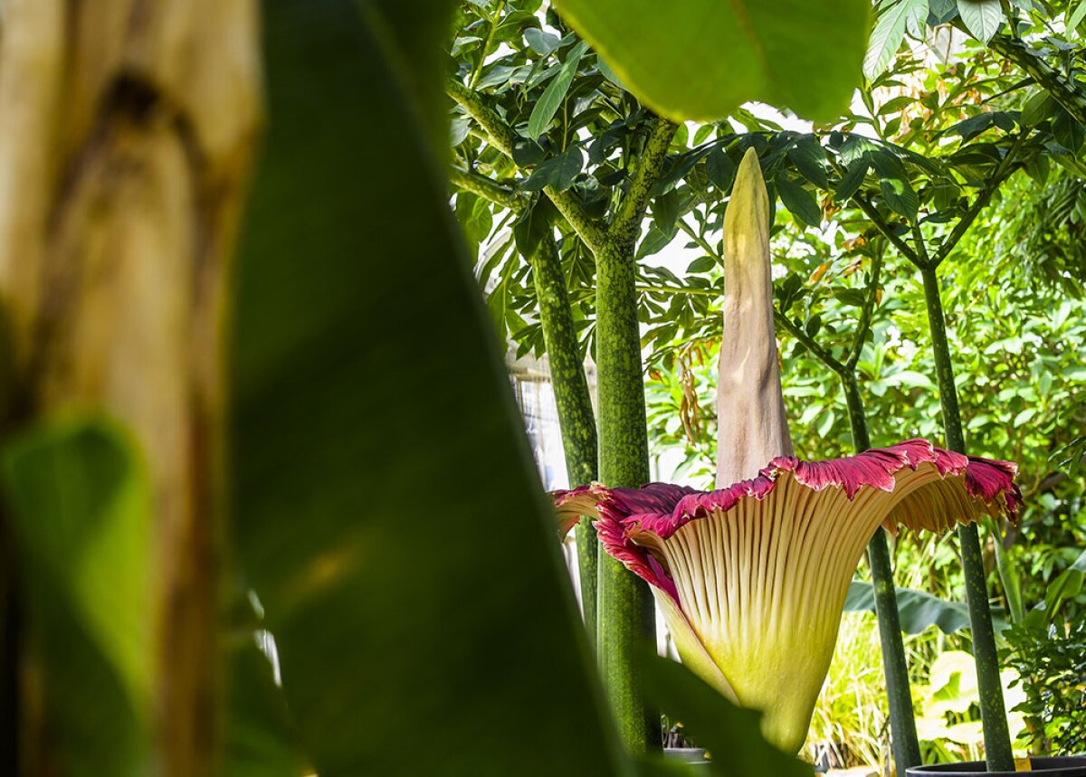Flor cadáver, la más grande apestosa del mundo, apareció en Bélgica